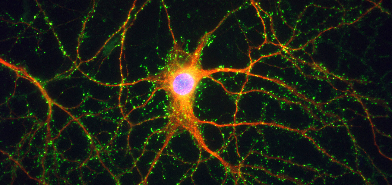 Division of Sleep Medicine & Chronobiology | Neurology | Patient Care ...