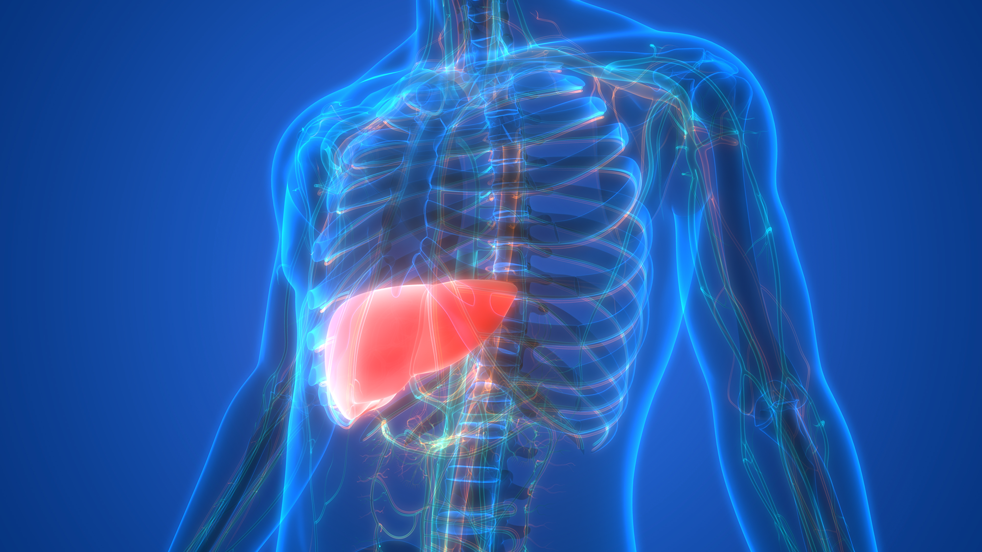 Vagus Nerve-Liver Connection Affects Weight Gain and Anxiety ...