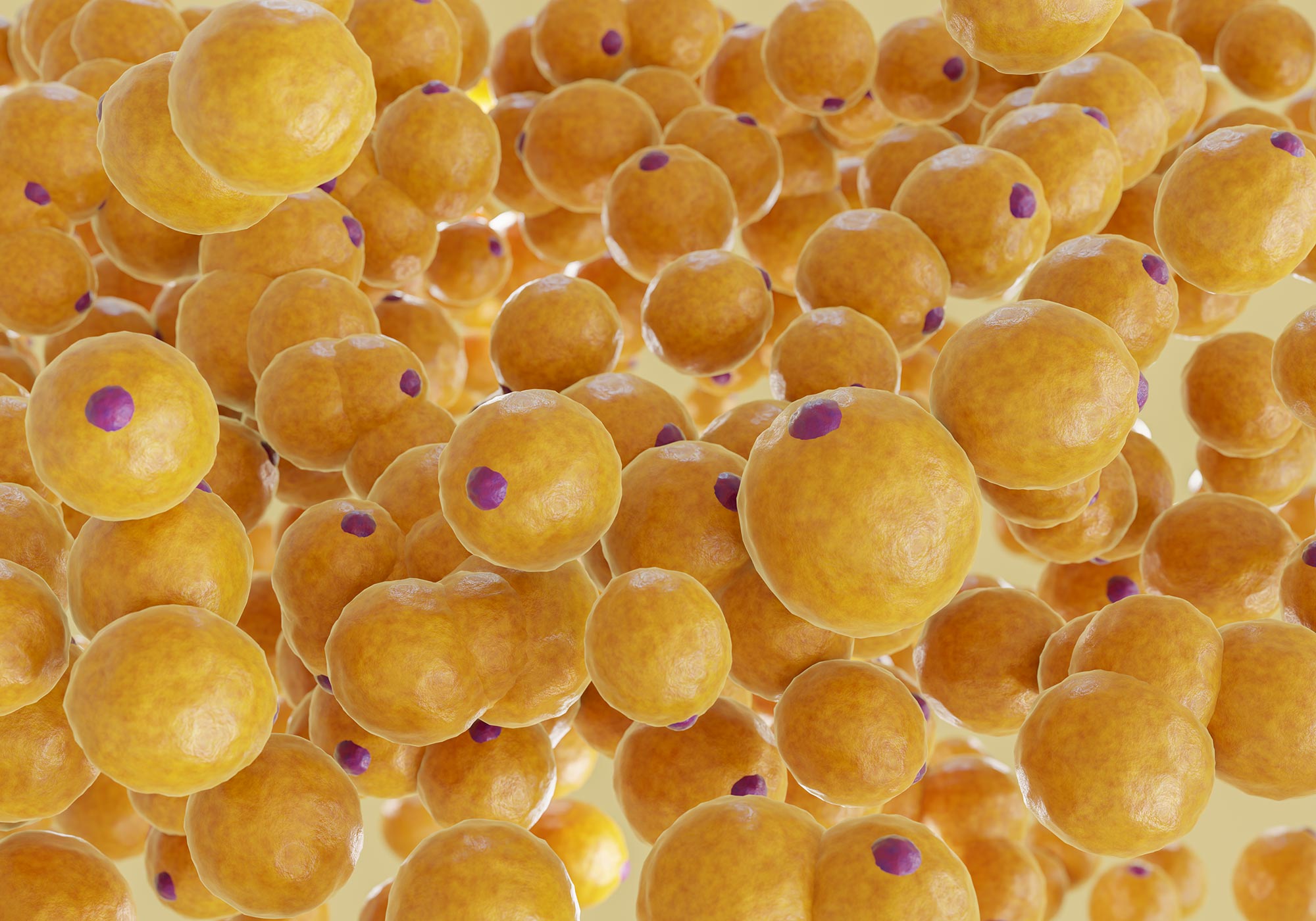 Studying How Fat Cells Influence Metabolic Disorders | Montefiore Einstein