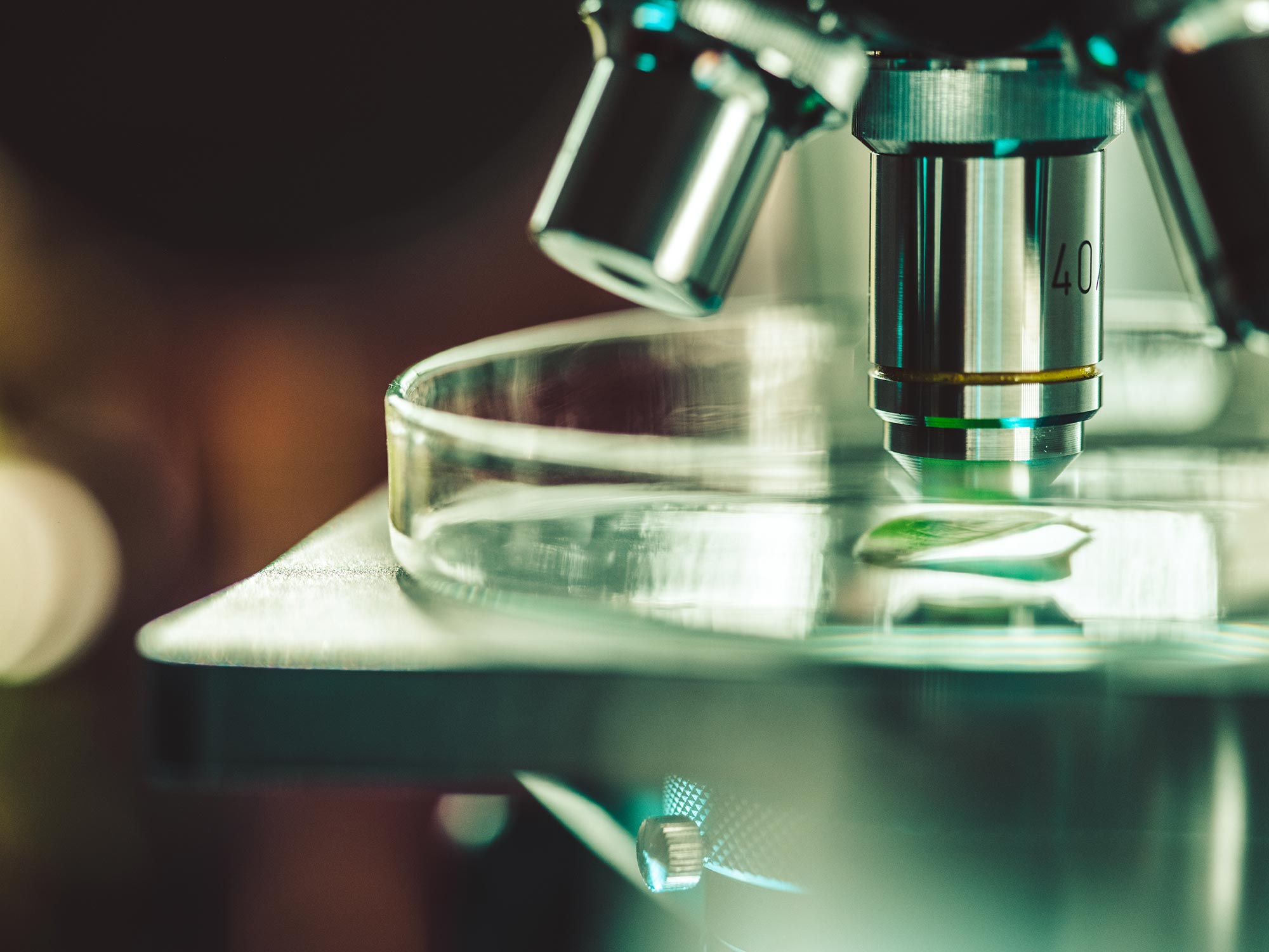 New Method for Rapidly Detecting Drug-Resistant Mycobacterium Abscessus | Montefiore Einstein