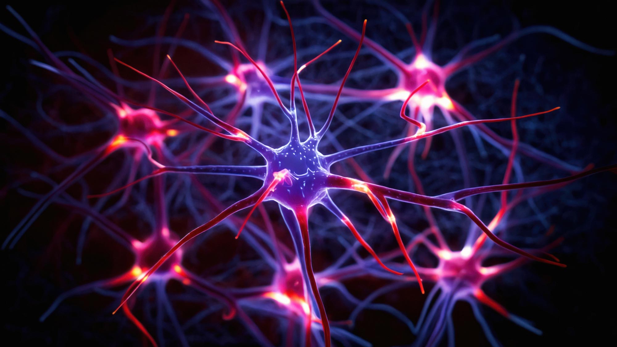 Seizures May Stem from Recycling Defect in Neurons | Montefiore Einstein